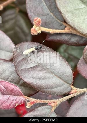 (Notoncus), Insecta, Melbourne VIC, Australia Stock Photo - Alamy