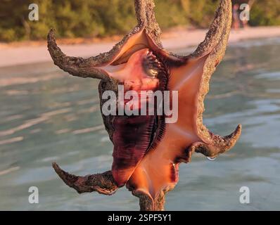 Chiragra Conch (Harpago chiragra), Mollusca, Maldives Stock Photo - Alamy