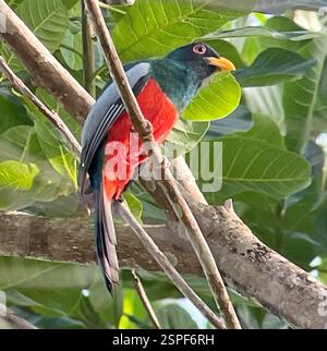 Black-tailed Trogon (Trogon melanurus Stock Photo - Alamy