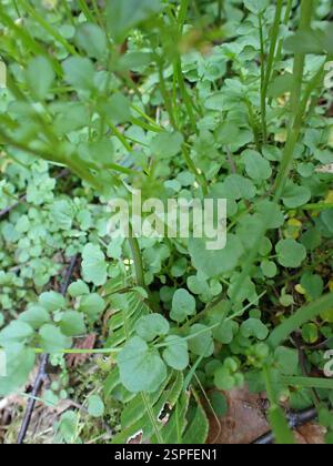 Bittercresses and Toothworts (Cardamine), Plantae, Central Vancouver ...