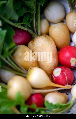 Ripe raw red radish heap spring harvest Stock Photo - Alamy