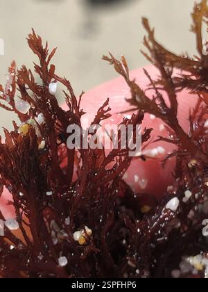 (Farlowia), Plantae, Fitzgerald Marine Reserve, San Mateo, California ...