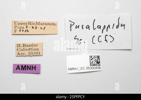(Paralappida), Insecta, Marañón River, Peru, Photographs taken by ...