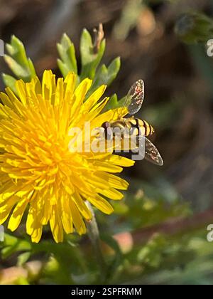 (Metasyrphus), Insecta, Urbanização Torraltinha, Lagos, Algarve, PT ...