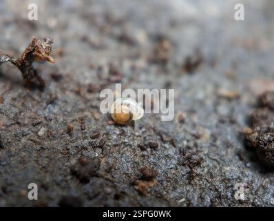 Grass-snails (Vallonia), Mollusca, London, UK Stock Photo - Alamy