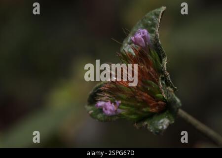 Elephant's Feet (Elephantopus), Plantae, Araçariguama, SP, 18147-000 ...