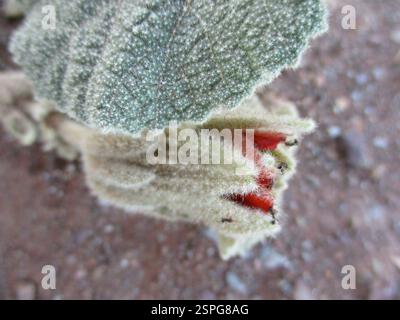 Wild Pumpkin (Radyera urens), Plantae, Hardap Region, Namibia Stock ...