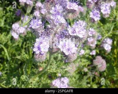 Lacy phacelia (Phacelia tanacetifolia), Plantae, Western Kern County ...