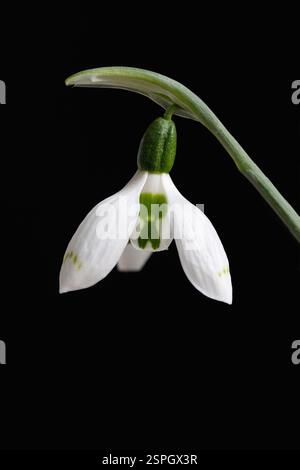 Galanthus Snow Fox Snowdrop against a black background, UK Stock Photo ...