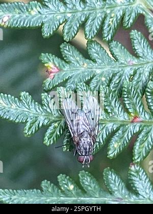 (Helina), Insecta, Melbourne VIC, Australia Stock Photo - Alamy