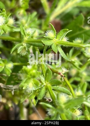 Southwestern bedstraw (Galium virgatum), Plantae, Lake Rd, Belton, TX ...