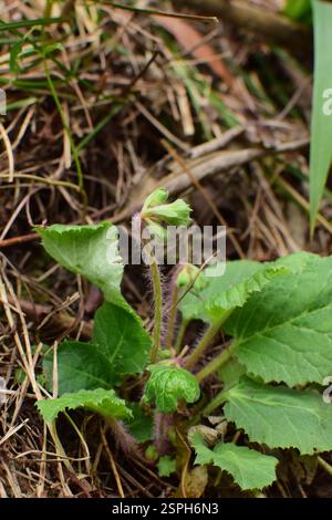 Poison Primrose (Primula obconica), Plantae, 中国贵州省黔南布依族苗族自治州龙里县 Stock ...