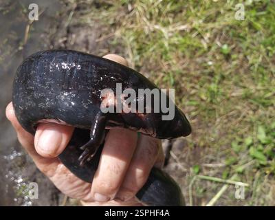 Sirens (Siren), Amphibia, Polk, Florida, United States Stock Photo - Alamy