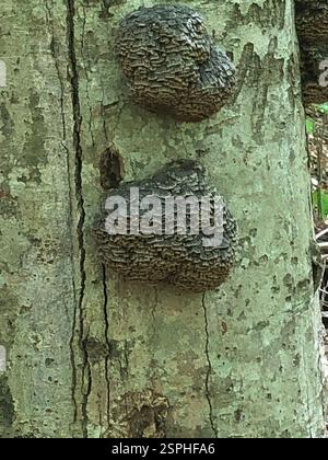 Sweet knot (Fomes graveolens), Fungi, Emory University, Decatur, GA, US ...