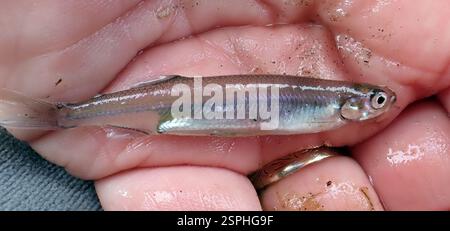 New Zealand Common Smelt (Retropinna retropinna), Actinopterygii ...
