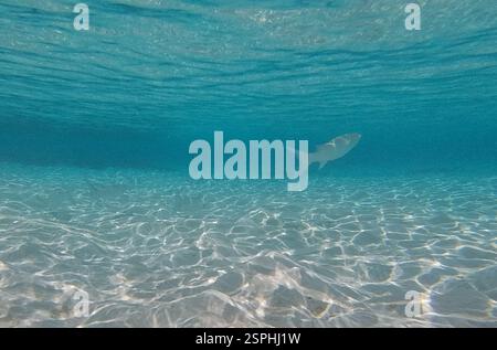 Ray-finned Fishes (Actinopterygii), Actinopterygii, Kaafu Atoll ...