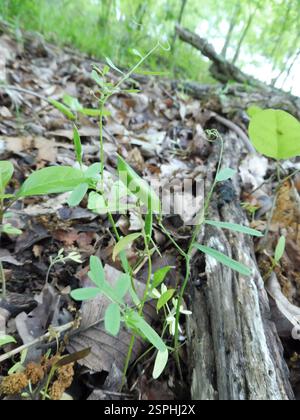 Pygmyflower Vetch (Vicia minutiflora), Plantae, Sumter County, US-AL ...