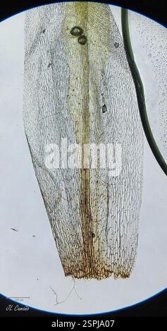 Lateral Cryphaea (Cryphaea heteromalla), Plantae, Pontevedra, Spain, On ...