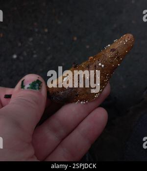 (Physalacria stilboidea), Fungi, Dunedin North, Dunedin, New Zealand ...