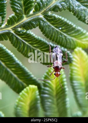 Plant Bugs (Miridae), Insecta, Melbourne VIC, Australia Stock Photo - Alamy