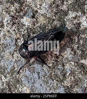 (Eurymeloides lineata), Insecta, Victoria, AU Stock Photo - Alamy
