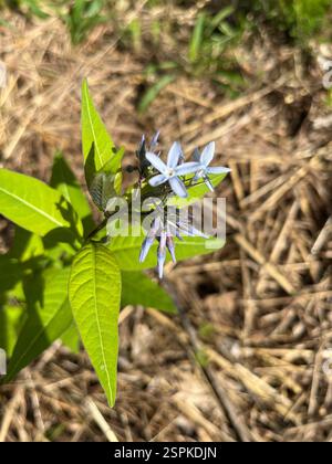 bluestars (Amsonia), Plantae, Lookout Mountain Battlefield and Point ...