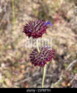 Chia sage (Salvia columbariae) is an annual plant native to ...