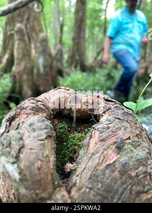 (Hydropus), Fungi, Lamont, FL, US Stock Photo - Alamy
