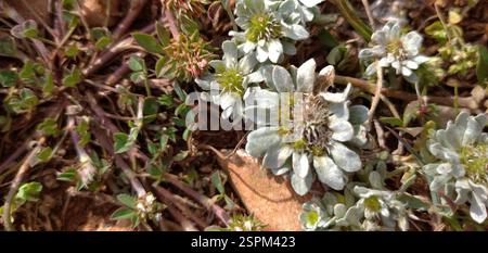 pygmy cudweed (Filago pygmaea), Plantae, Xemxija, St Paul's Bay, Malta ...