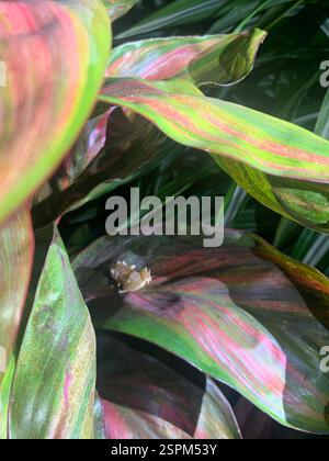 Common Coqui (Eleutherodactylus coqui) Amphibia Stock Photo - Alamy