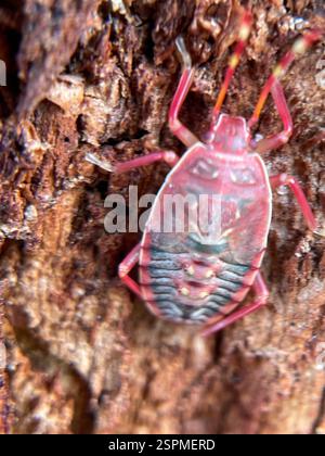 (Notius depressus), Insecta, Woodside Ave, Frankston South, VIC, AU ...