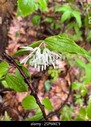 spotted mandarin (Prosartes maculata), Plantae, Macon County, NC, USA ...