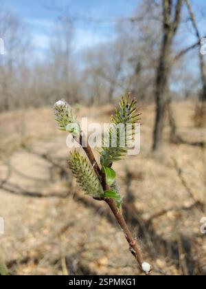 Willows (Salix), Plantae, Illinois Beach State Park Nature Center Stock ...