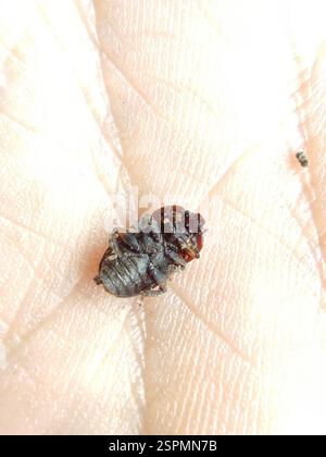 Exotic sap beetle (Phenolia picta), Insecta, Hangzhou, CN-ZJ, CN Stock ...