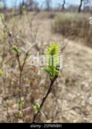 Willows (Salix), Plantae, Illinois Beach State Park Nature Center Stock ...