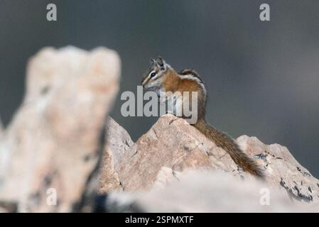 Western Chipmunks (Neotamias), Mammalia, Summit County, CO, USA Stock ...