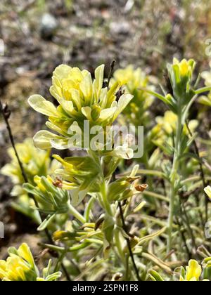 chamise (Adenostoma fasciculatum), Plantae, Fort Ord National Monument ...