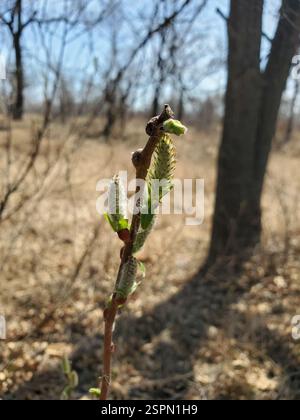 Willows (Salix), Plantae, Illinois Beach State Park Nature Center Stock ...