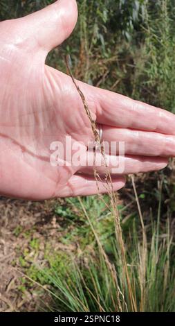 Poa labillardierei (Common Tussock-grass Stock Photo - Alamy