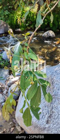 river koko (Inga vera), Plantae, 26WW+XQ, Guanare 3350, Portuguesa ...