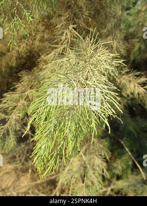 Wild Tamarisk (Tamarix usneoides), Plantae, Kunene Region, Namibia ...