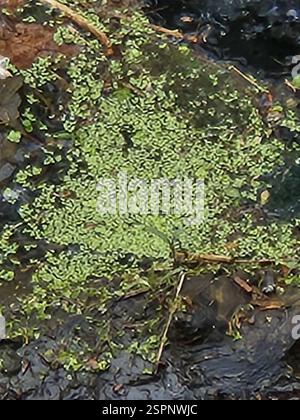 duckweeds (Lemnoideae), Plantae, Lincoln, RI 02865, USA Stock Photo - Alamy