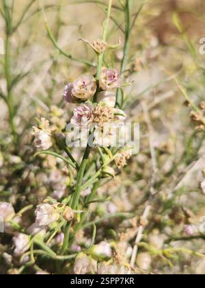 Cheesebush (Ambrosia salsola), Plantae, Desert Hot Springs, CA, US ...