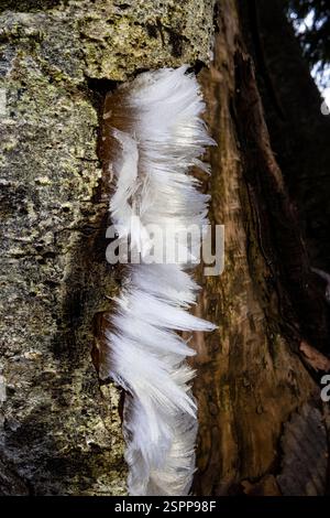 Hair Ice (Exidiopsis effusa), Fungi, Burnaby, BC V3N 4G7, Canada Stock ...
