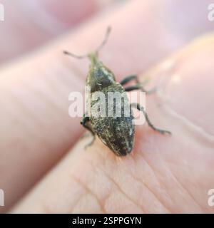 (Lepyrus capucinus), Insecta, Kosanin dol, Pancharevo, Bulgaria Stock ...