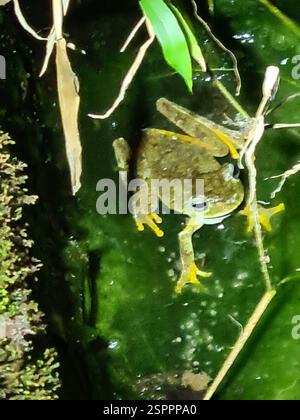 Tree Frogs and Allies (Hylidae), Amphibia, 5WJ7+XW3, Klaaskreek ...