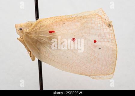 (Neocromna bistrigutata), Insecta, Wawuti, Angkaisera, Yapen Islands ...