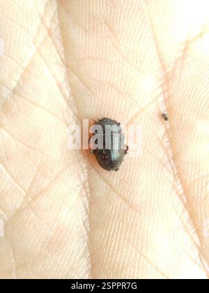 Exotic sap beetle (Phenolia picta Stock Photo - Alamy