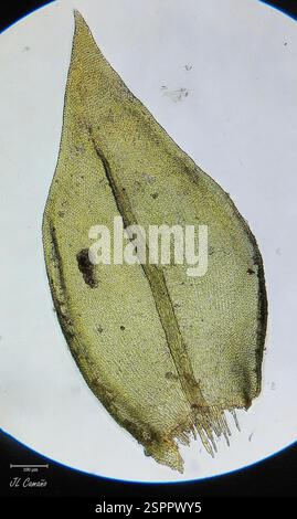 Lateral Cryphaea (Cryphaea heteromalla), Plantae, Pontevedra, Spain, On ...