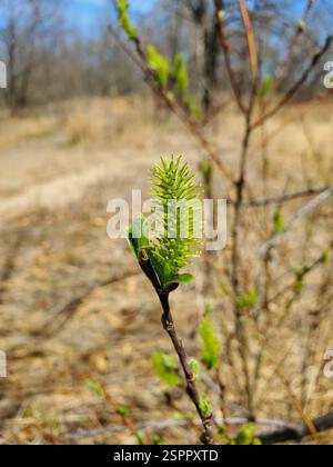 Willows (Salix), Plantae, Illinois Beach State Park Nature Center Stock ...